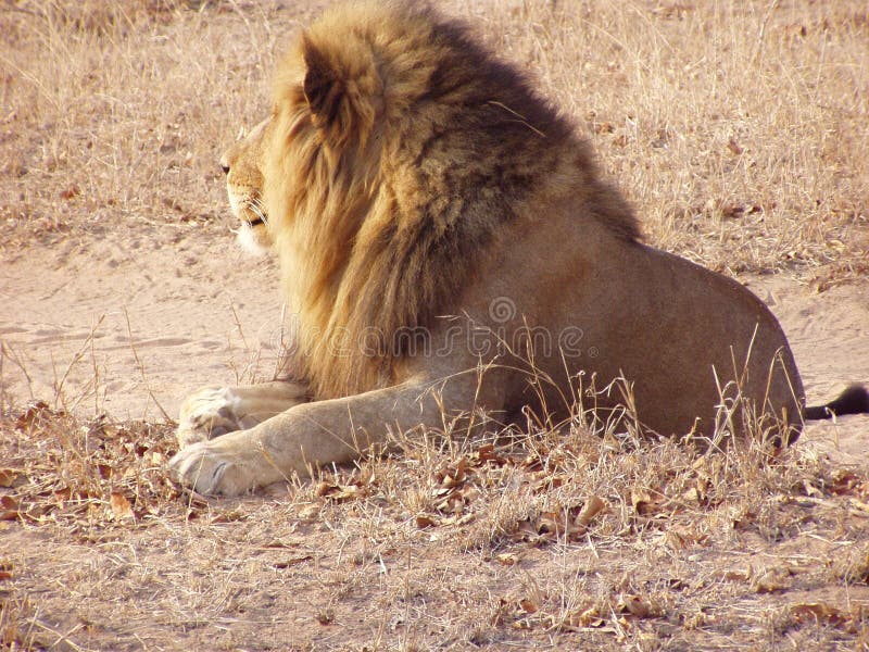 Male lion from behind stock image. Image of looking, lion - 64964993