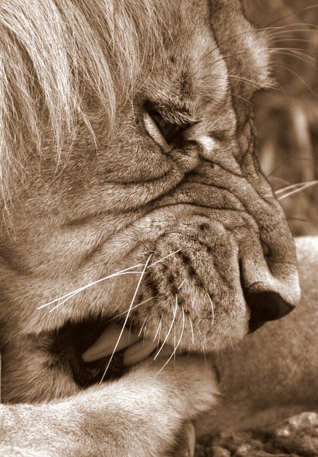 A male lion bites his foot stock photo. Image of face - 24217280