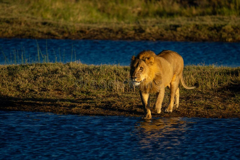 Male Lion with Catchlight Crosses Shallow Stream Stock Photo - Image of ...