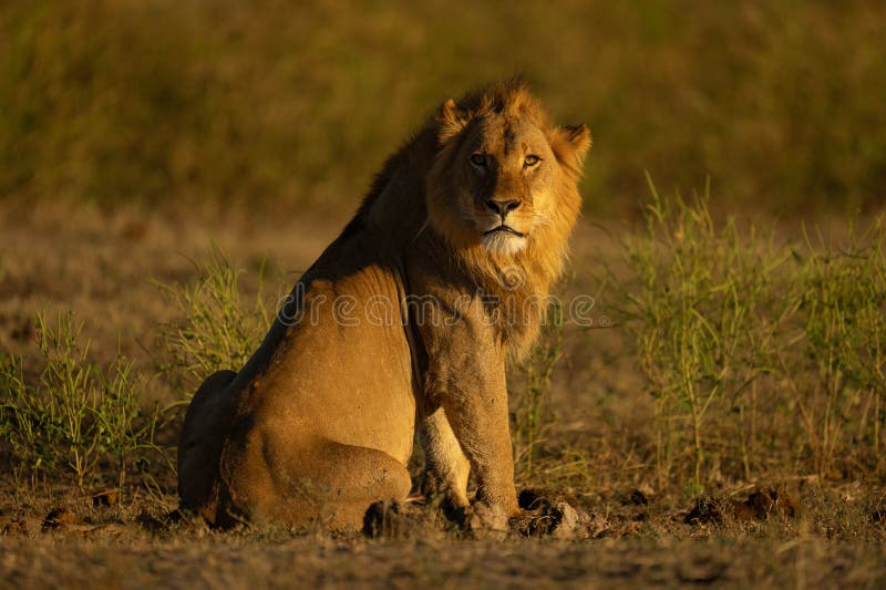 Male Lion with Catchlight Sits Watching Camera Stock Photo - Image of ...