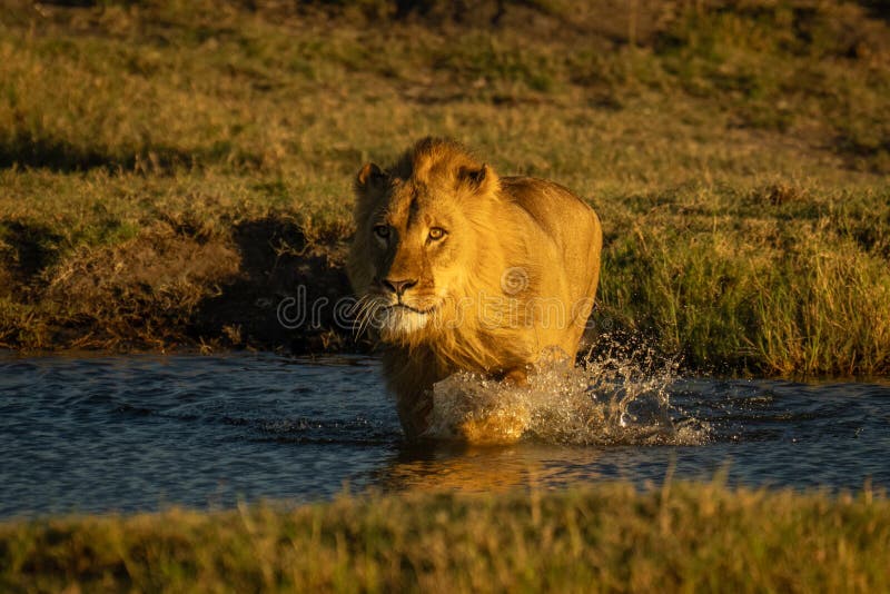 Male Lion with Catchlight Splashes Across Stream Stock Photo - Image of ...