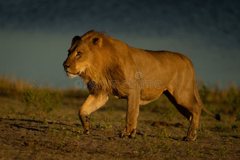 Male Lion with Catchlight Walks Along Riverbank Stock Image - Image of ...