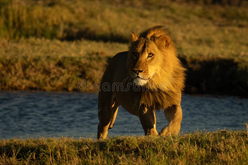 Male Lion with Catchlight Walks Toward Camera Stock Image - Image of ...