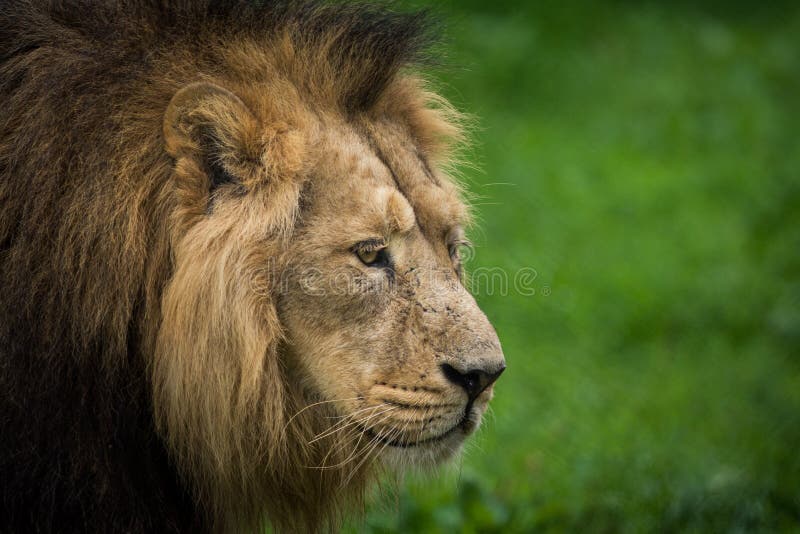 A creeping lion stock image. Image of back, feline, dusk - 128902817