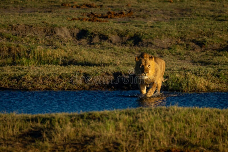 Male Lion Crosses Shallow Stream Watching Camera Stock Photo - Image of ...