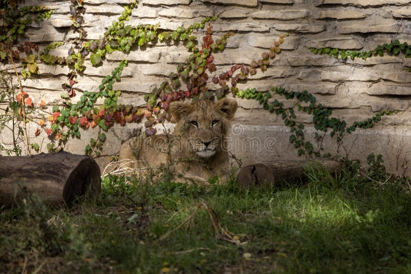 Male Lion Cub at the Buffalo Zoo. Stock Image - Image of feline, hunter ...
