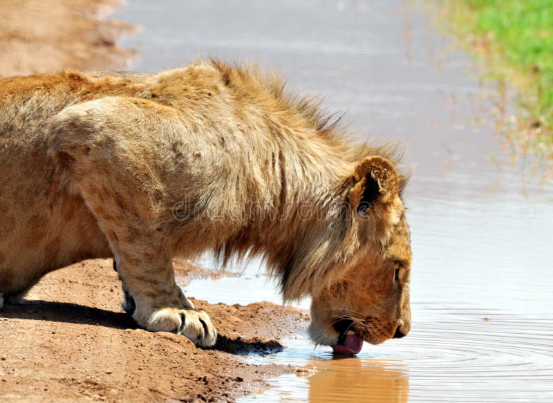 Male lion drinking water stock image. Image of mane, close - 27232699