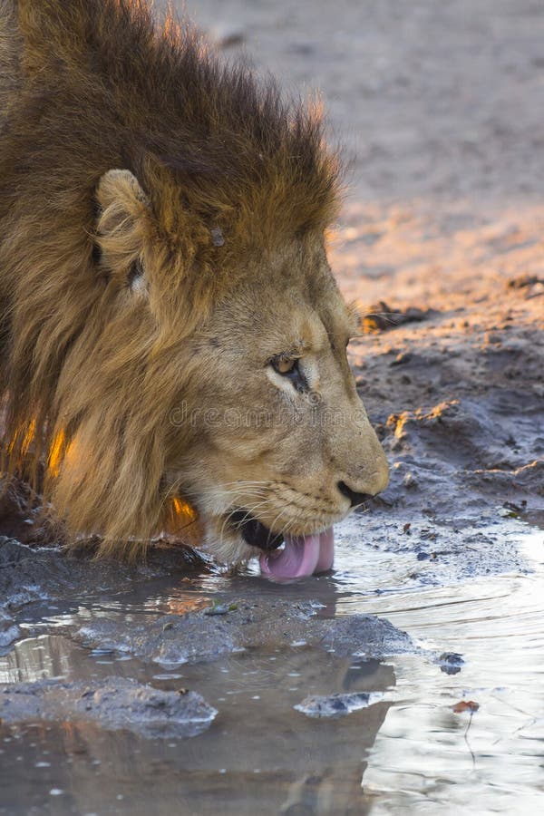Lion cub drinking water stock image. Image of ecology - 29125161
