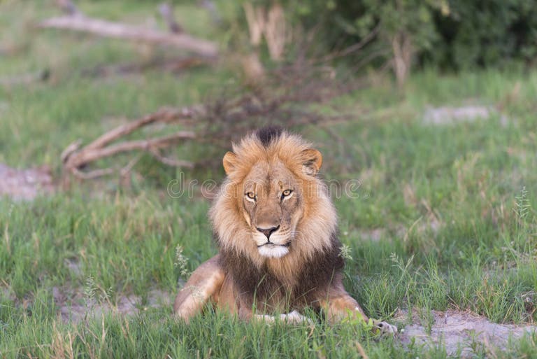 469 Lion Teamwork Stock Photos - Free & Royalty-Free Stock Photos from ...