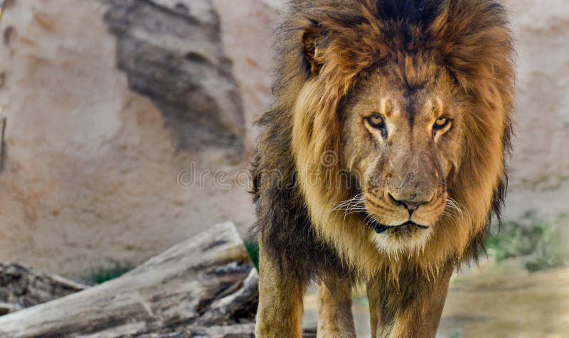 Male lion with a full mane stock image. Image of animal - 77610751