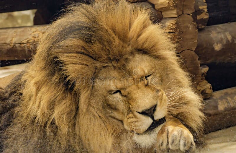Male Lion Head Close Up Sad Expression Head Resting on Paws Stock Photo ...