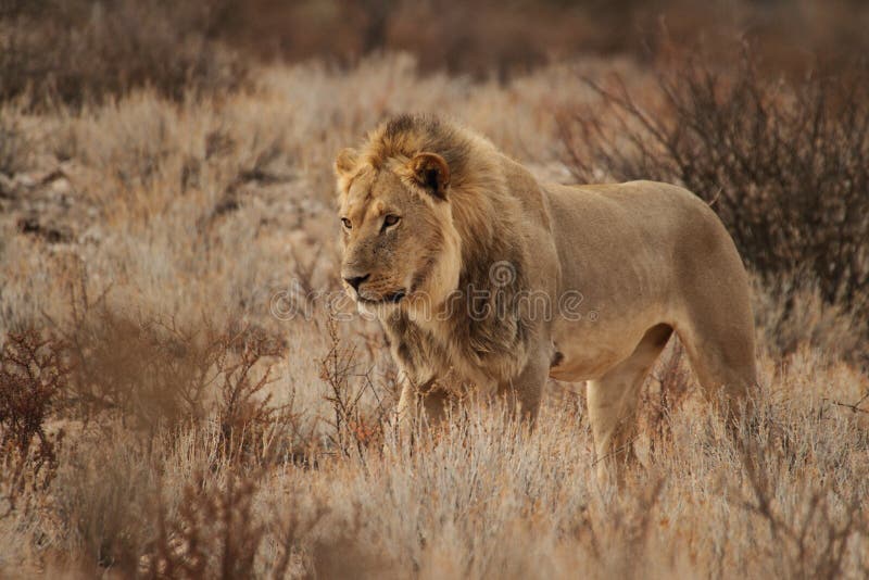 Male lion in its prime stock photo. Image of parks, game - 36644094