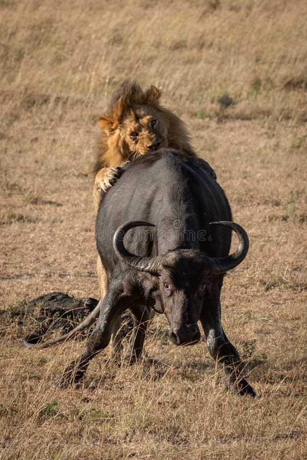 Male Lion Jumps Cape Buffalo from Behind Stock Image - Image of ...