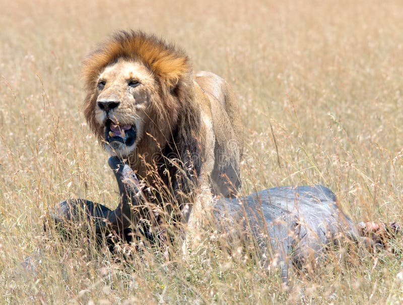 Male Lion on a Kill stock image. Image of hunting, killing - 27232901