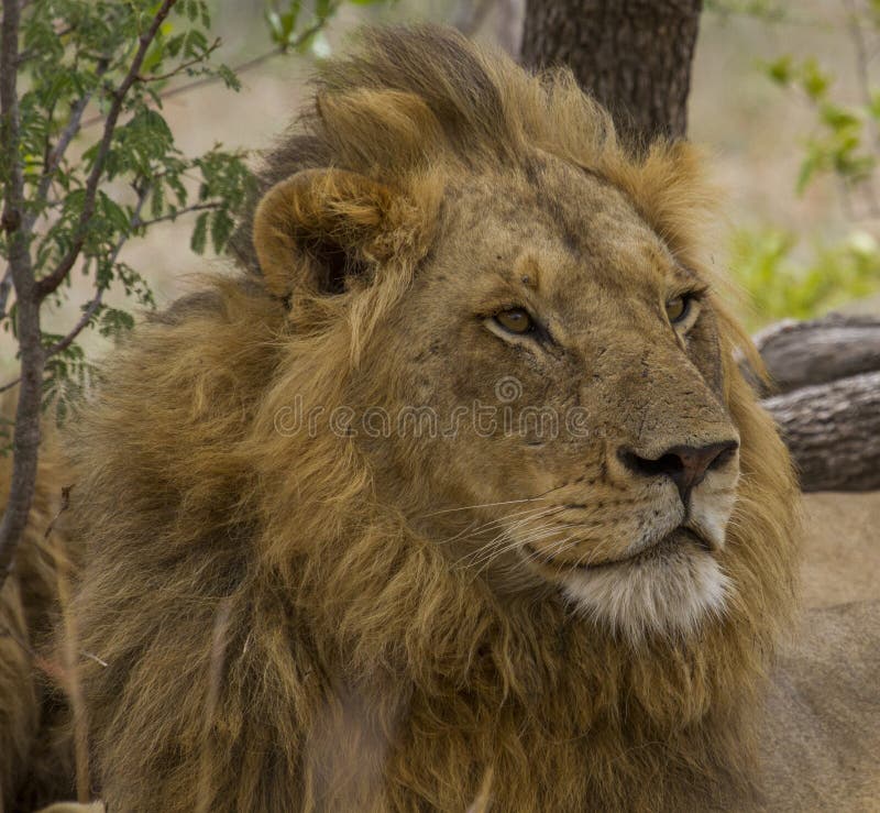 Male Lion - Kruger National Park Stock Image - Image of kruger ...