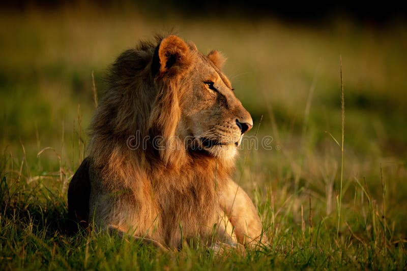 Male Lion Lies in Grass Looking Right Stock Image - Image of savanna ...
