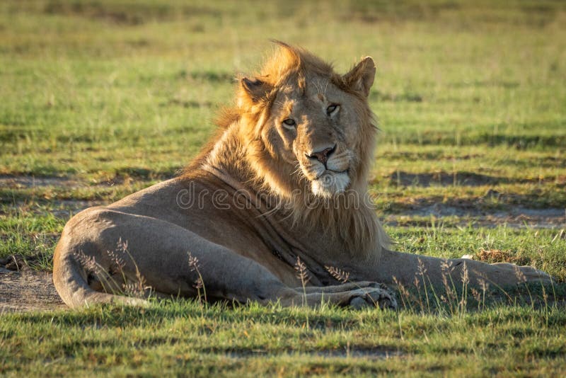 Male Lion Lies on Grass Turning Head Stock Image - Image of savanna ...