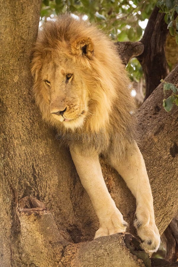 Male lion looking left stock image. Image of national - 127539971
