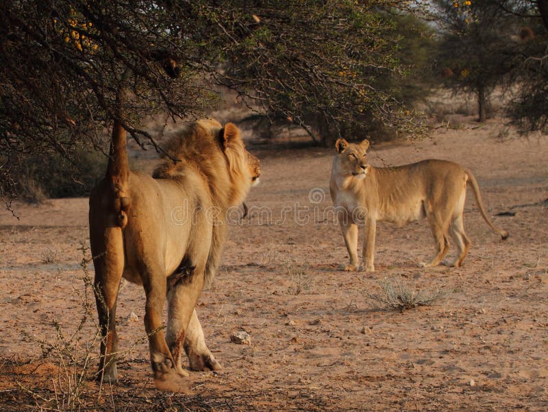 1+ Lion marking Free Stock Photos - StockFreeImages