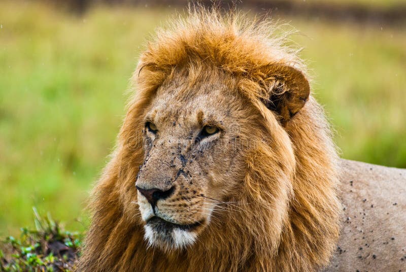 Male lion looking forward stock photo. Image of regal - 28409224