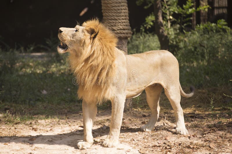 Male Lion closed the eyes stock image. Image of head - 69272823