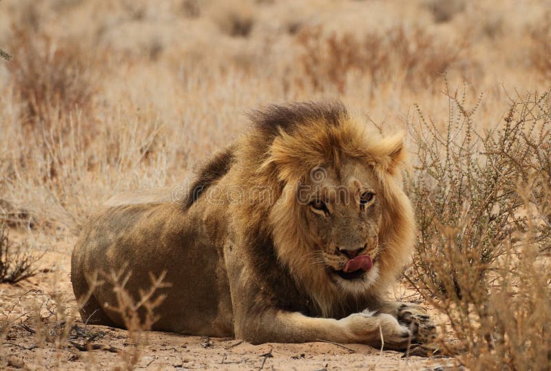 Male lion lying down stock image. Image of safari, park - 27556229