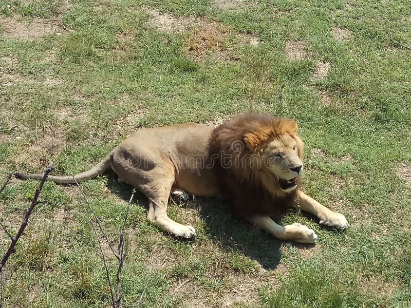 Male Lion Lying in a Green Clearing Basking in the Sun Stock Image ...