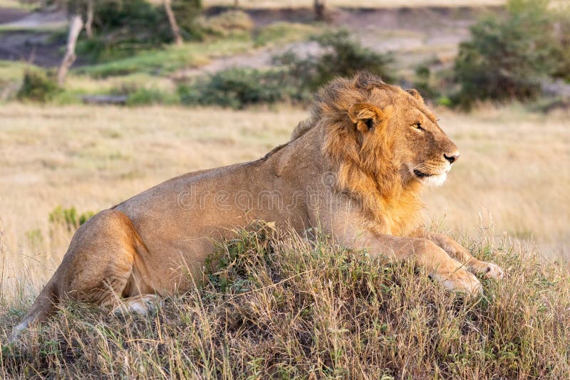Male Lion Lying on Mound Facing Forward Stock Photo - Image of forward ...
