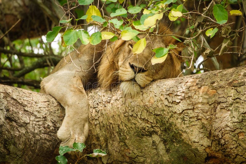 Male Lion with Mane Taking a Nap on a Tree Stock Image - Image of ...