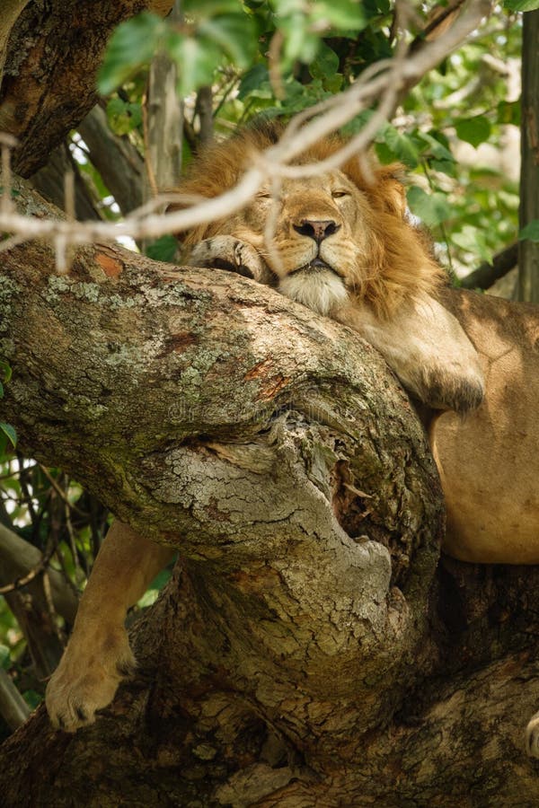 Male Lion with Mane on a Tree Stock Photo - Image of traveler, park ...