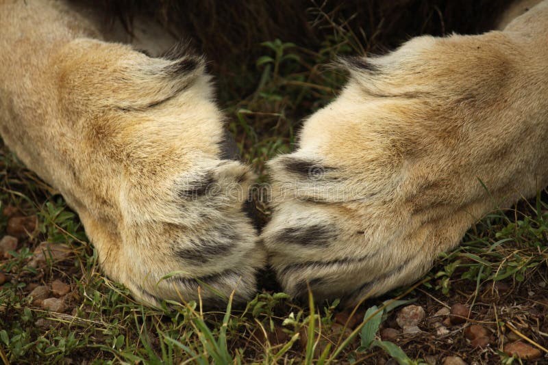 Male lion massive paws stock image. Image of reserve - 184842519