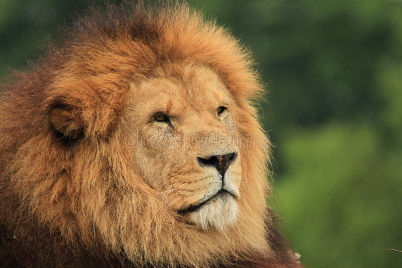 263 Seated Lion Photos - Free & Royalty-Free Stock Photos from Dreamstime