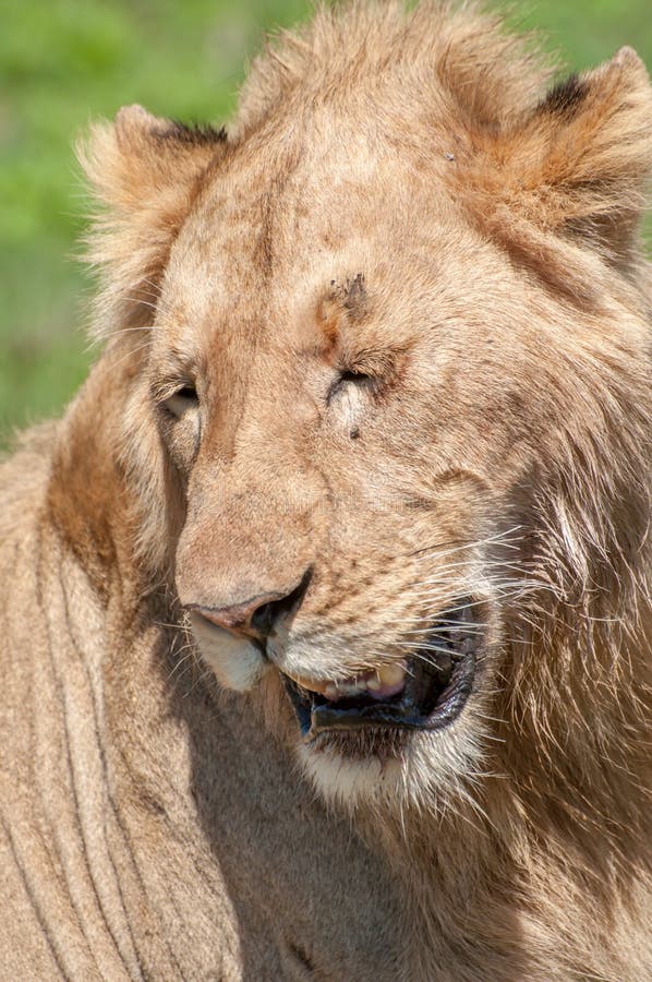 13,642 Lion Eyes Photos - Free & Royalty-Free Stock Photos from Dreamstime