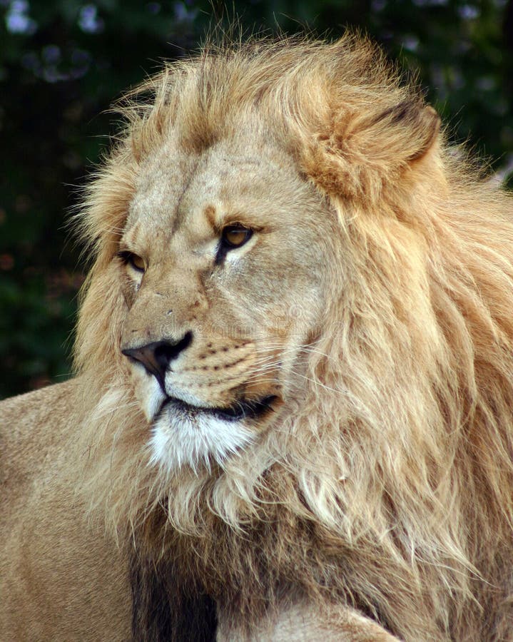 Male Lion 4 stock image. Image of face, jungle, eating - 57391107