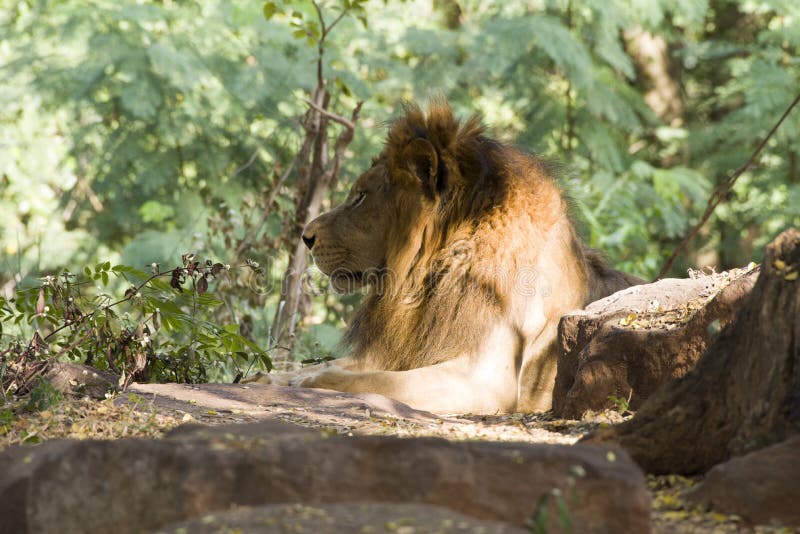The Male Lion is Relaxation on the Rock Stock Photo - Image of mane ...