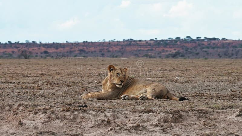 Male Lion Resting in the Savannah in the Natural Environment of Kenya ...