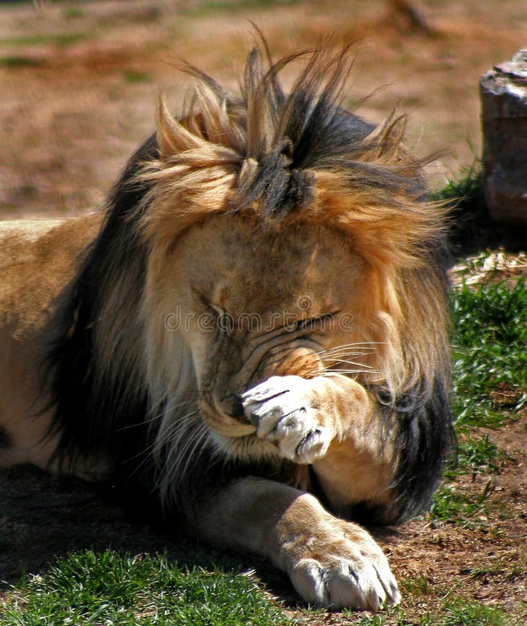 Male lion rubbing face stock photo. Image of prey, nature - 2314790