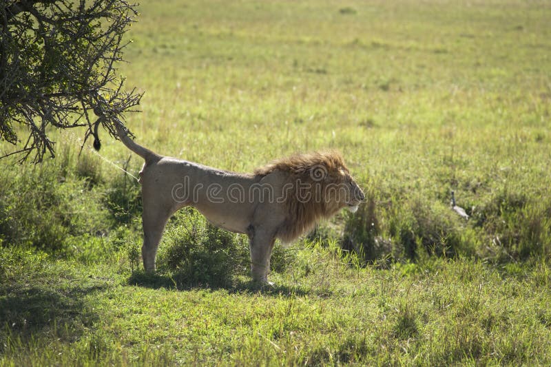 1+ Lion marking Free Stock Photos - StockFreeImages