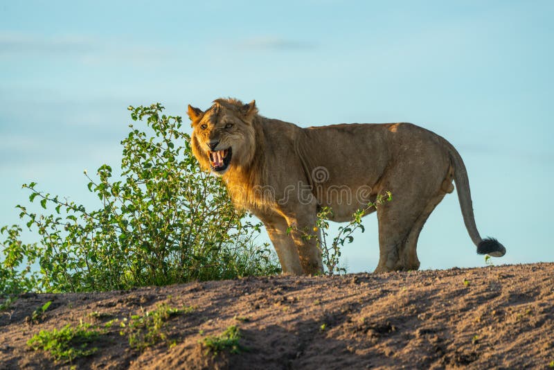 Male Lion Shows Flehmen Response on Bank Stock Image - Image of ...