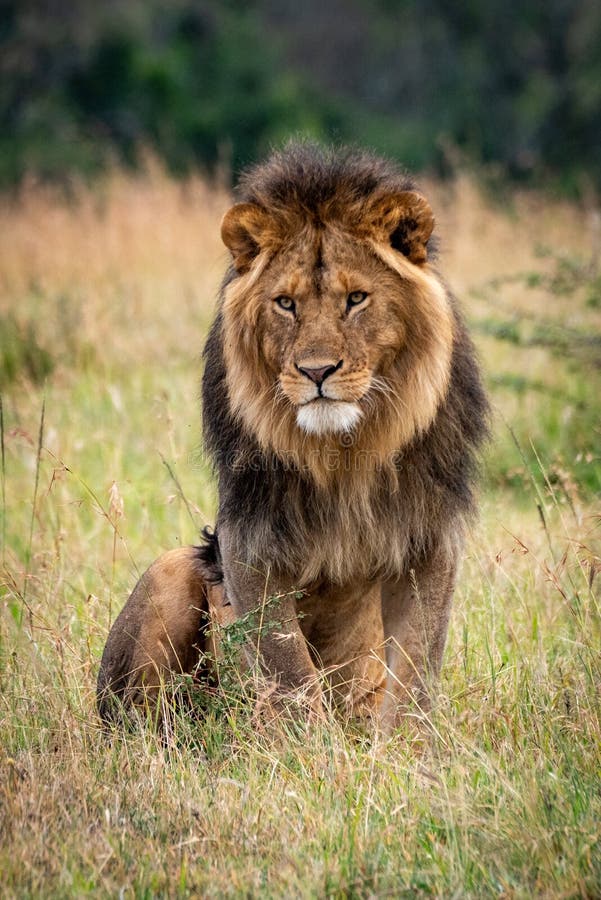 Male Lion Sits Looking Out Over Grassland Stock Image - Image of ...