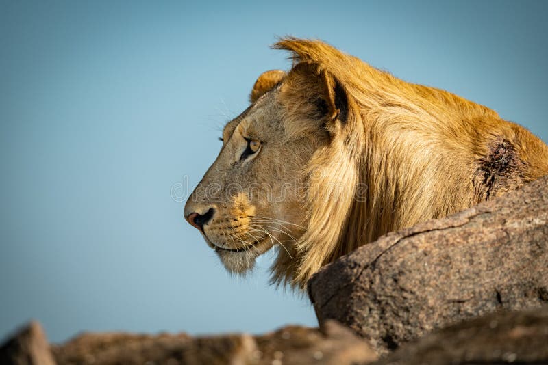Male Lion Sits among Rocks Looking Left Stock Photo - Image of africa ...