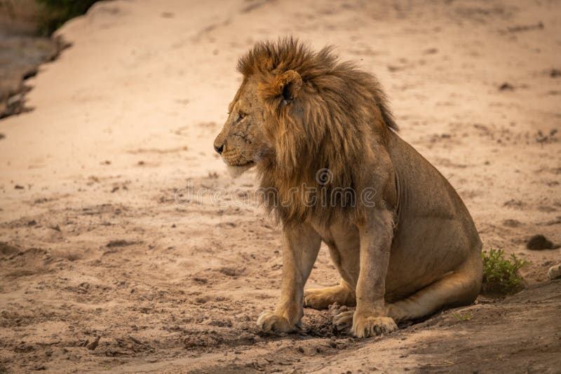 Male Lion Sits on Sand Looking Left Stock Image - Image of family, camp ...