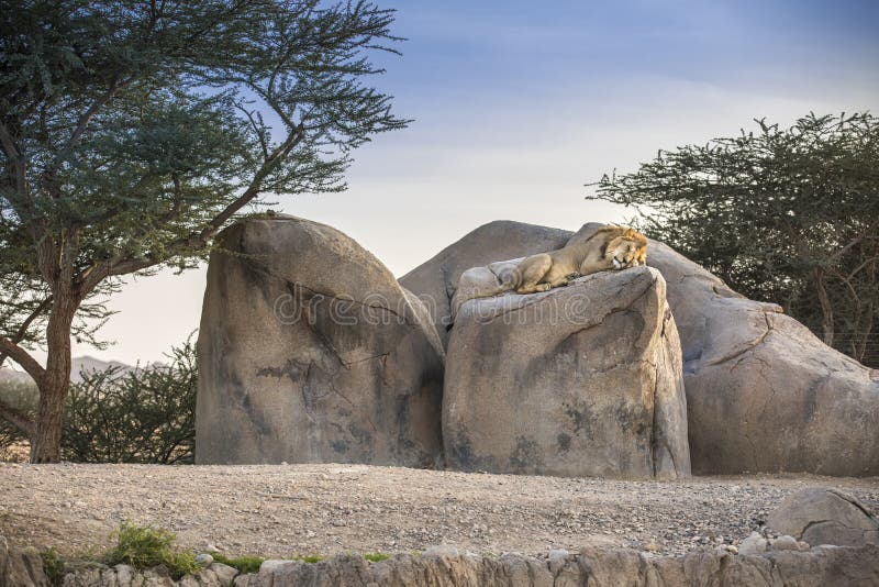 Male Lion Sleeping on Rocks in Nature Stock Image - Image of park ...