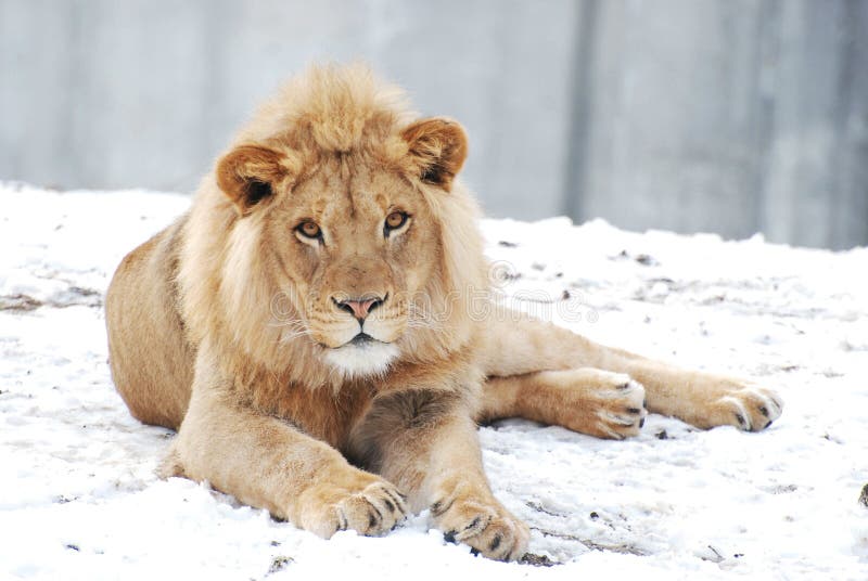 Snow lion stock image. Image of russia, competition, embankment - 29762597