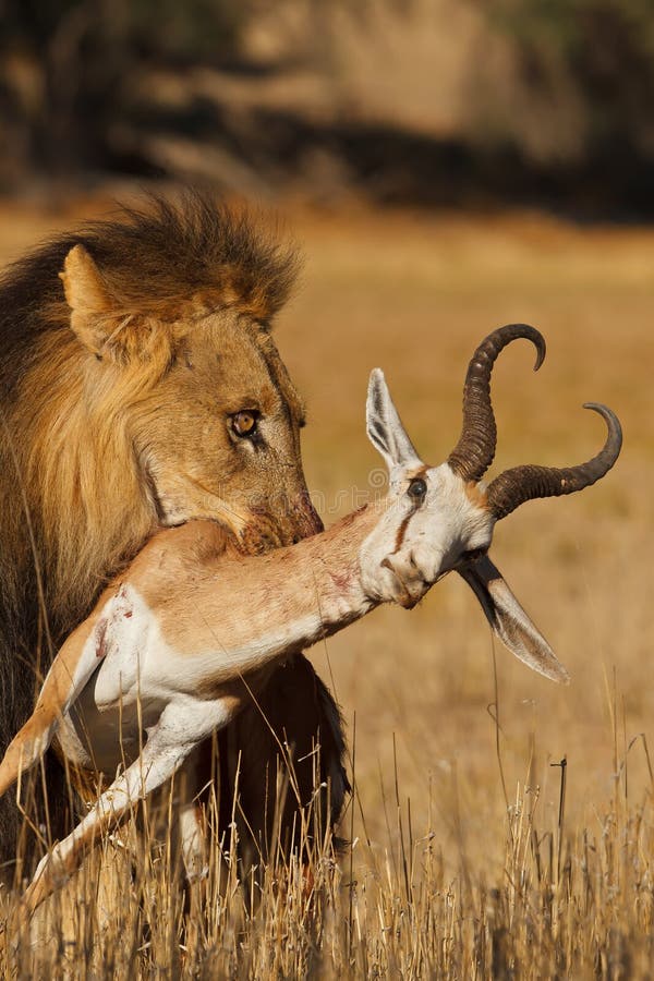 Male Lion with Springbok Carcass Stock Photo - Image of mammals ...