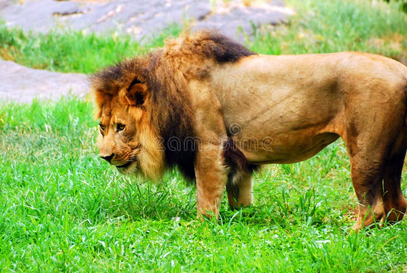 A Male Lion Stalks His Prey Stock Image - Image of captive, male: 189167285