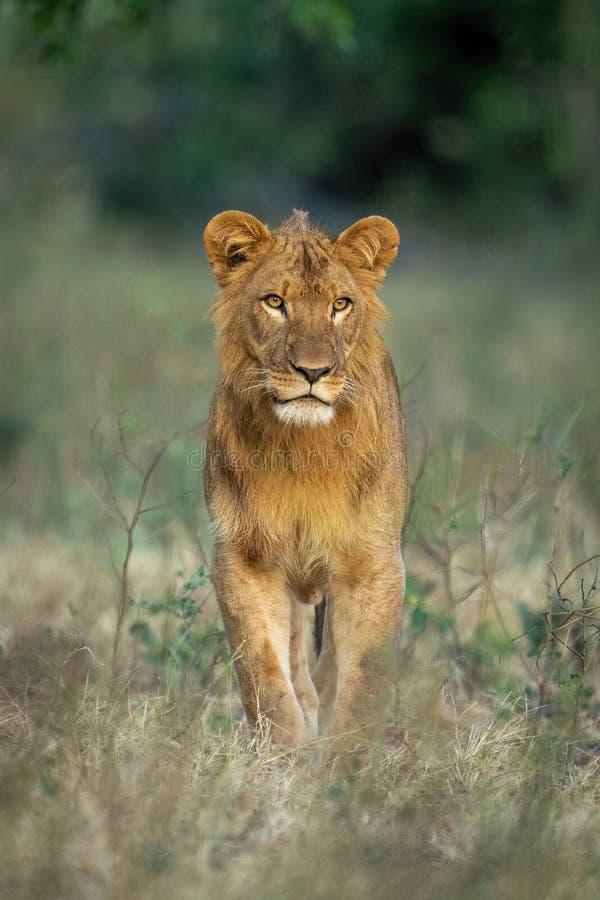 Male Lion Stands in Clearing Facing Camera Stock Image - Image of ...
