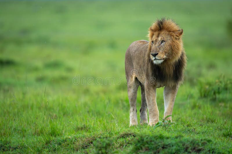 Male Lion Stands on Mound Turning Head Stock Photo - Image of feline ...