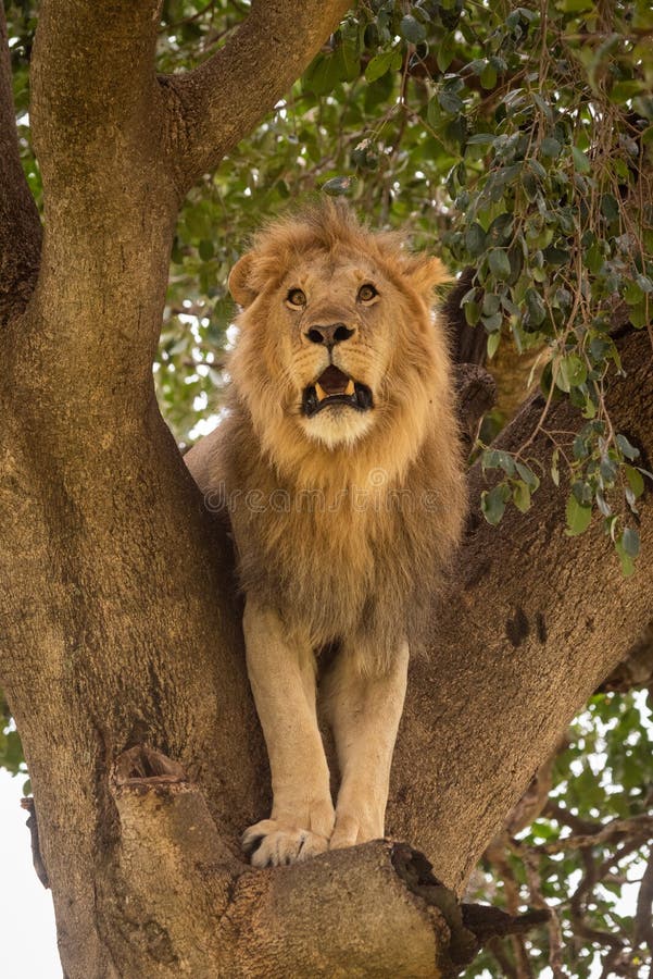 342 Lion Standing Up Photos - Free & Royalty-Free Stock Photos from ...