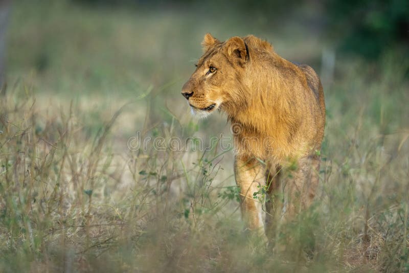 Male Lion Stands Turning Head in Undergrowth Stock Image - Image of ...